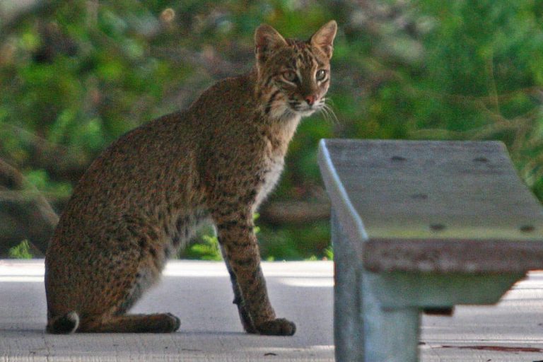 Types of Bobcats: Discovering the Different Bobcat Species