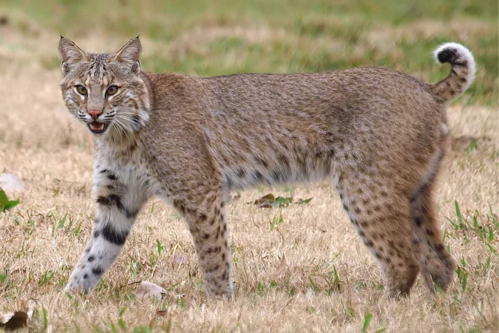 Types of Bobcats: Discovering the Different Bobcat Species