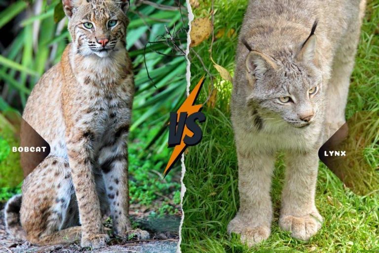 Bobcat vs lynx: Two Wild Cats, Two Different Lifestyles