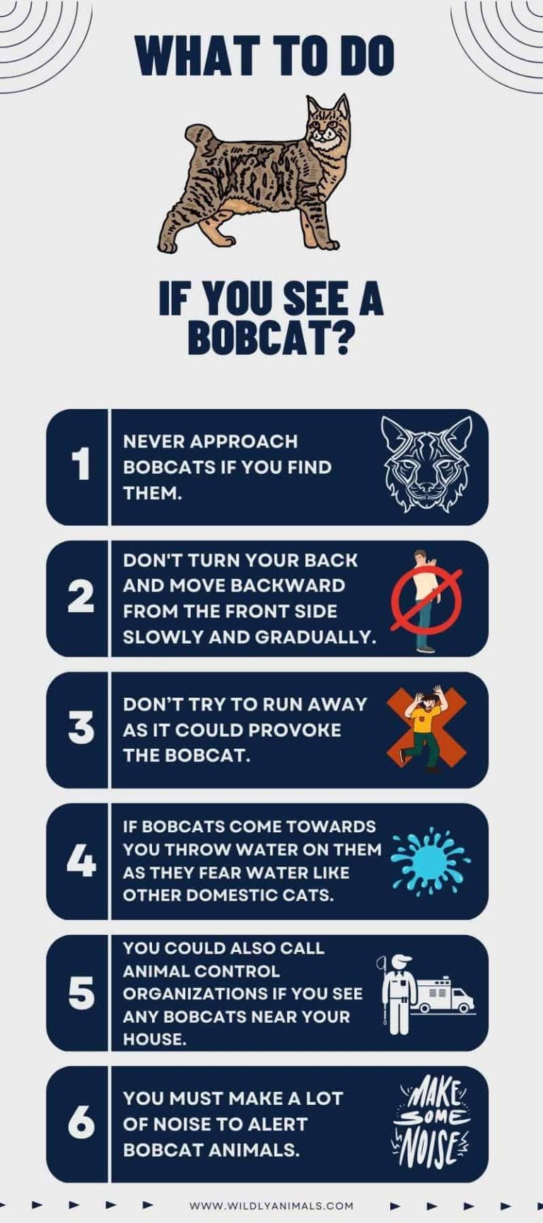 Bobcat Animal Facts: A full-fledged guide