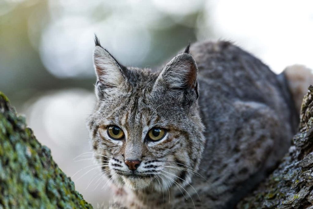 Bobcat Cat Vs House Cat: Domestic Feline And Wild Predator