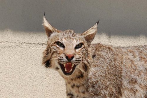 Bobcat Animal Facts: A full-fledged guide