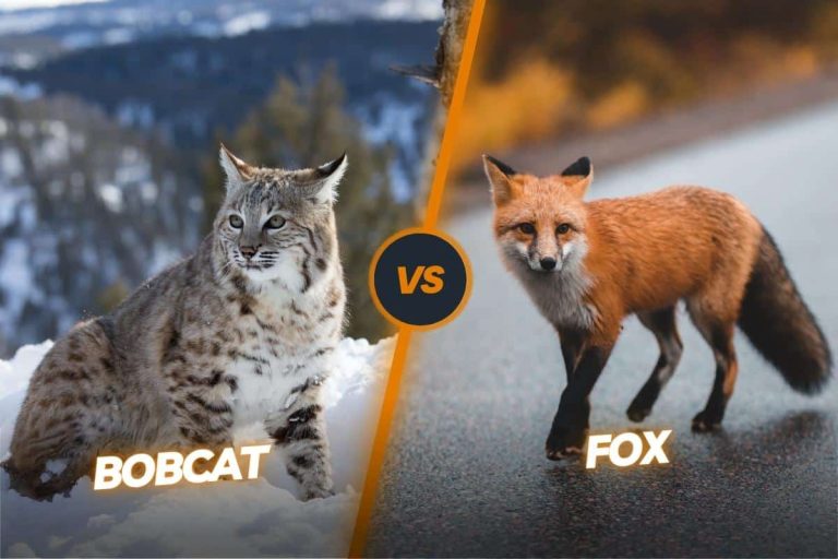 Types of Bobcats: Discovering the Different Bobcat Species