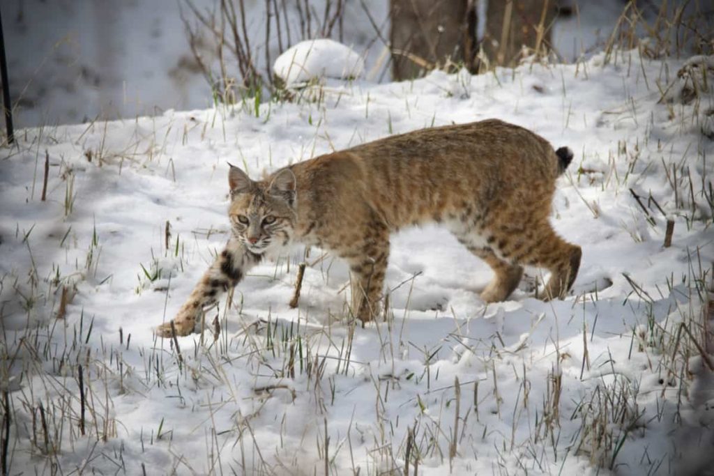 Bobcat Habitat: Exploring Diverse Range From Forests to Suburbs