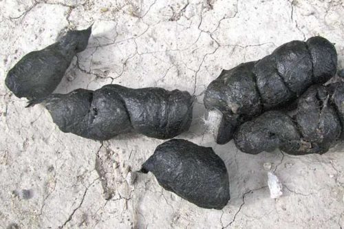 What Does Bobcat Poop Look Like? | Bobcat Scat Identification