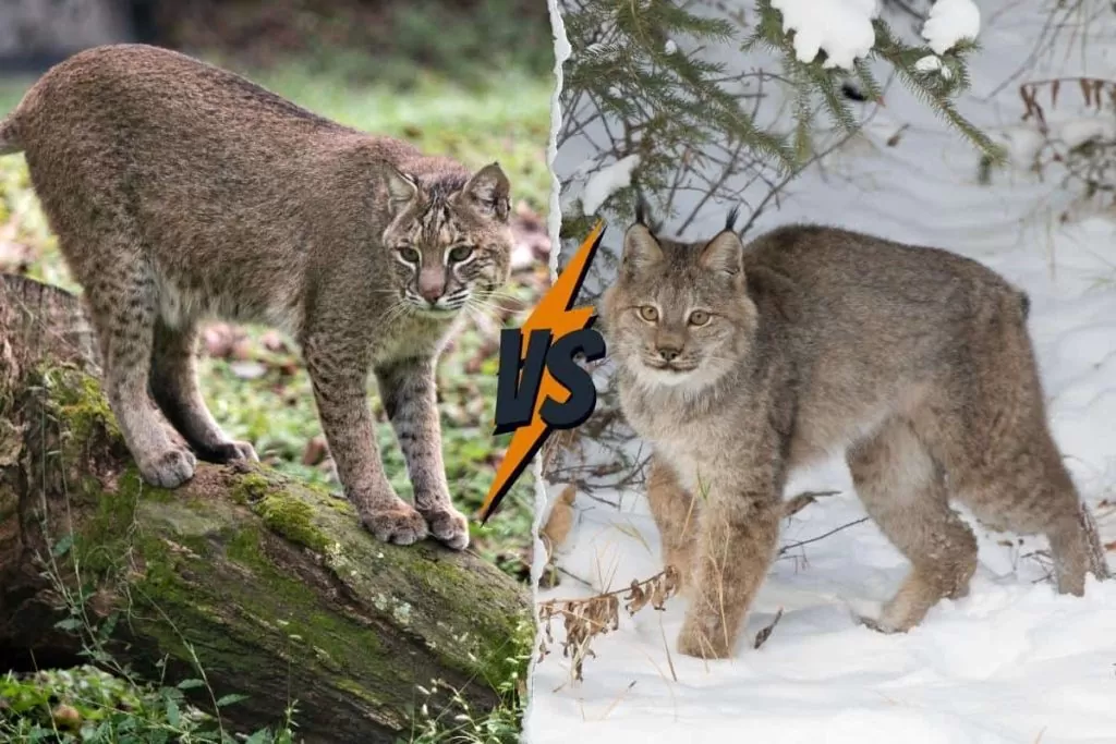 Bobcat vs lynx: Two Wild Cats, Two Different Lifestyles
