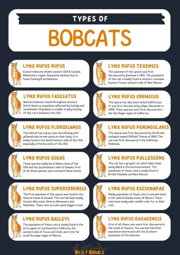 Types of Bobcats: Discovering the Different Bobcat Species