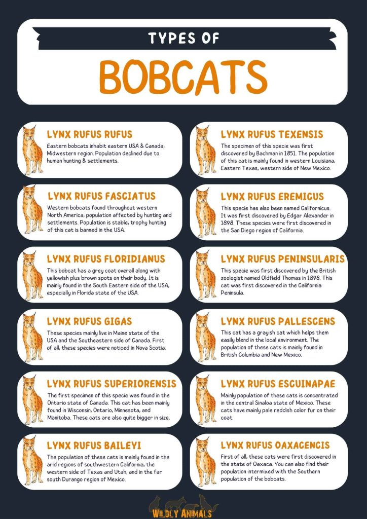 Types of Bobcats: Discovering the Different Bobcat Species