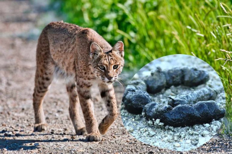 Bobcat Sounds: What Does A Bobcat Sound Like? (Audio samples)
