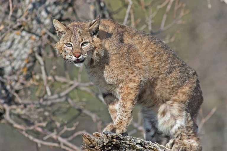Bobcat Colors: What Color Are Bobcats?