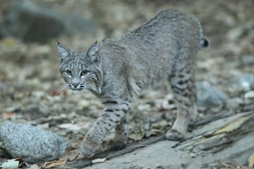 Bobcat Colors: What Color Are Bobcats?