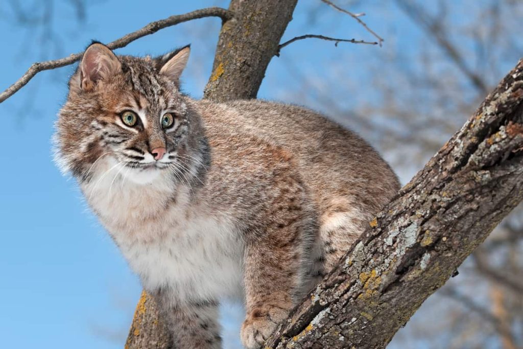 Top Places to Spot Bobcats in Texas: A Wildlife Enthusiast's Guide