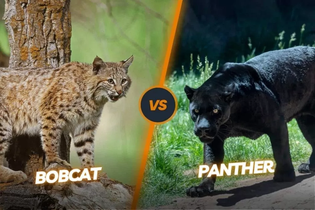 Bobcat Adaptations: How These Wild Cats Survive and Thrive
