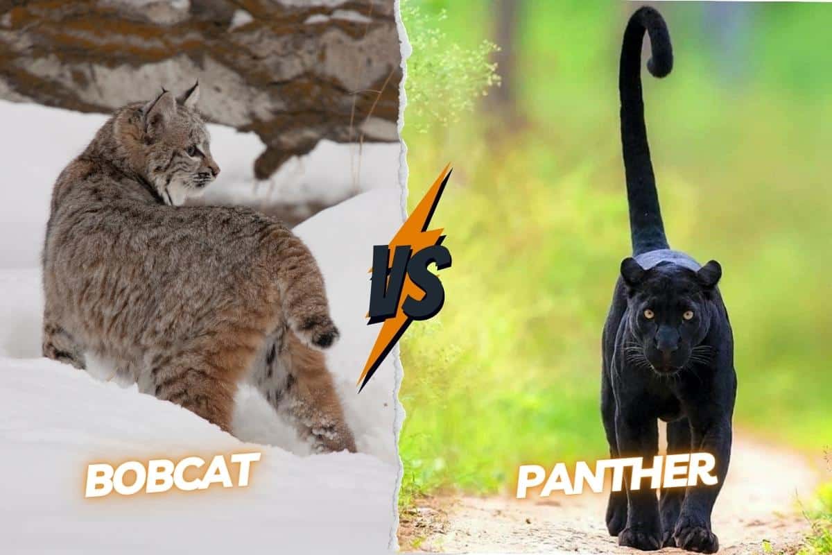 Bobcat vs Panther: Key Differences Between Two Wild Felines