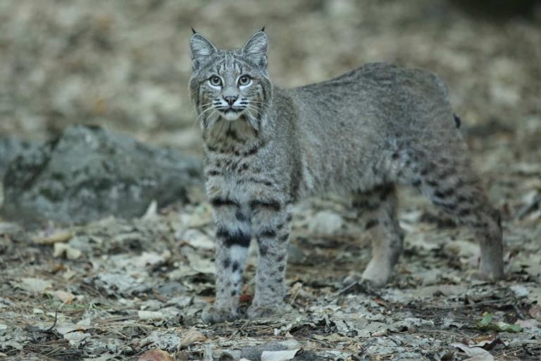 Bobcat Colors: What Color Are Bobcats?