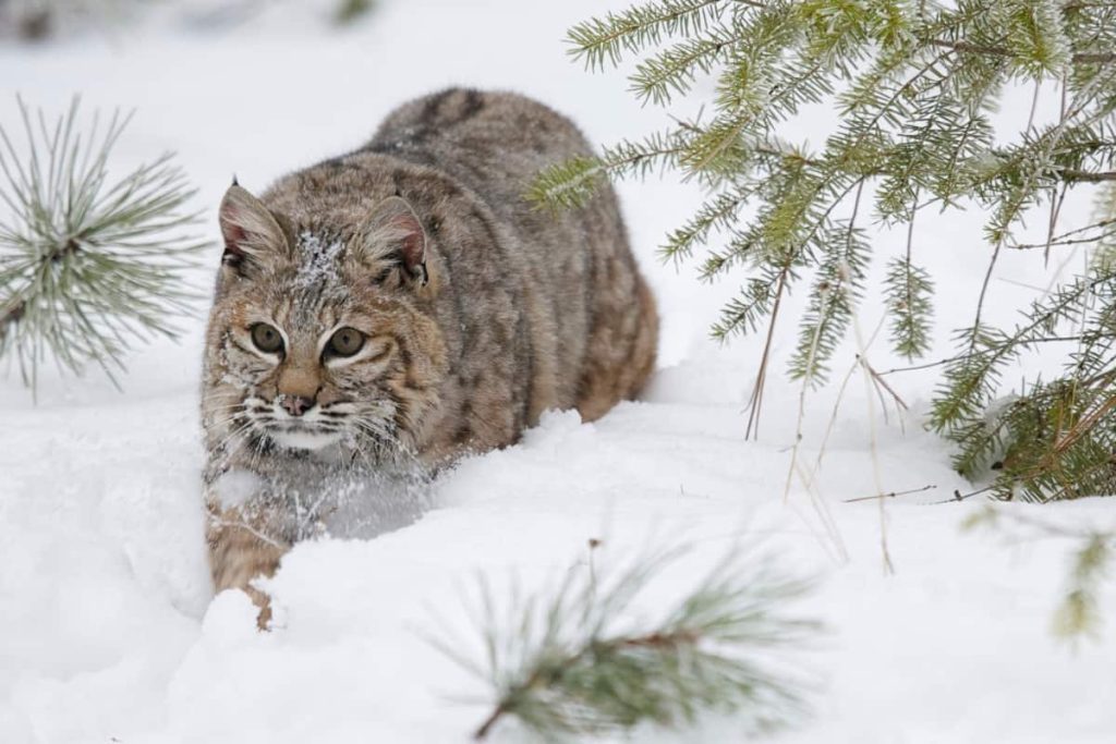 Bobcat Adaptations: How These Wild Cats Survive and Thrive