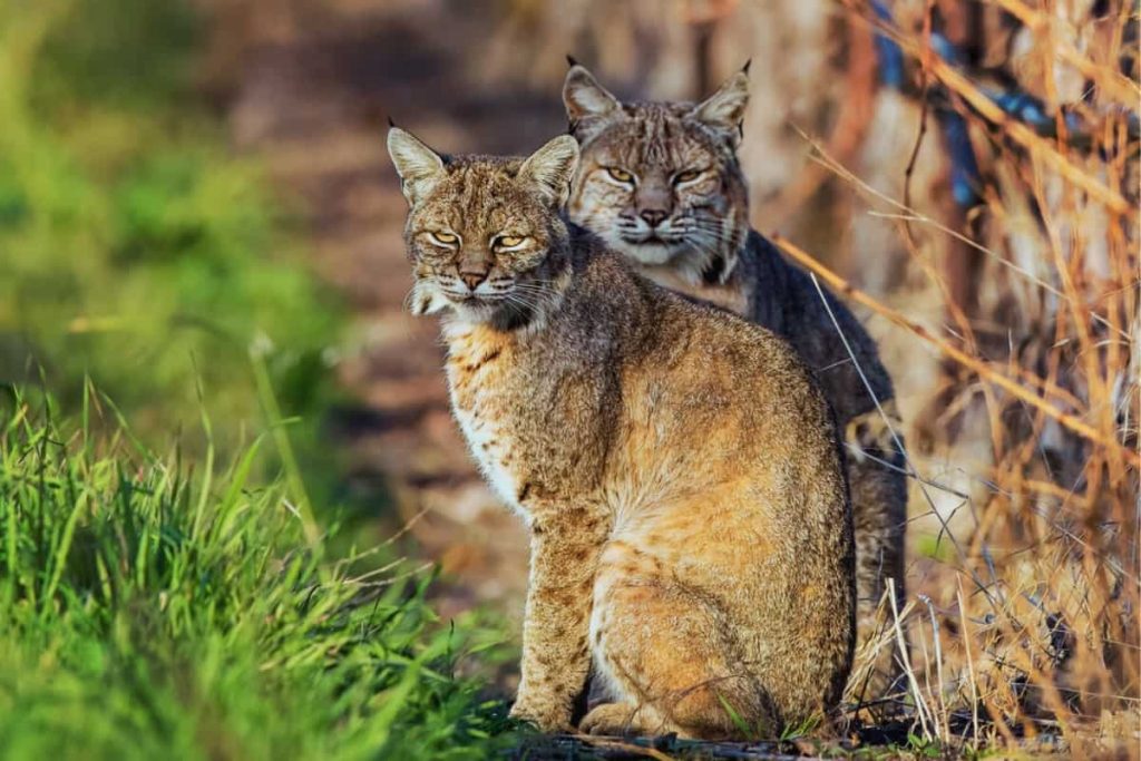 Bobcat Mating Season: When & How Do Bobcats Mate?