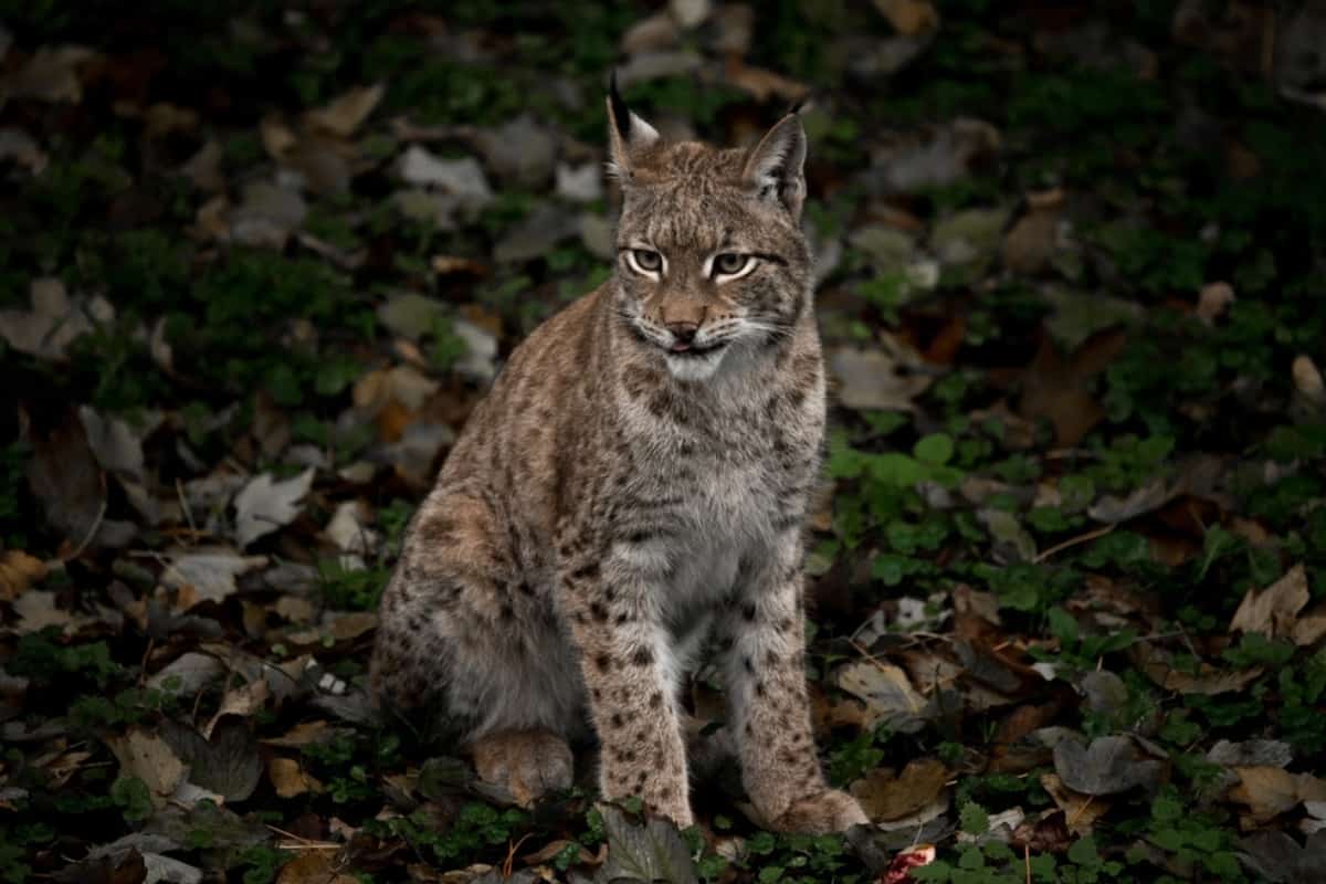 Bobcat Adaptations: How These Wild Cats Survive and Thrive
