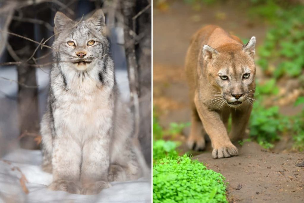 Bobcats In Washington State: Diet, Habitat & Hunting Rules