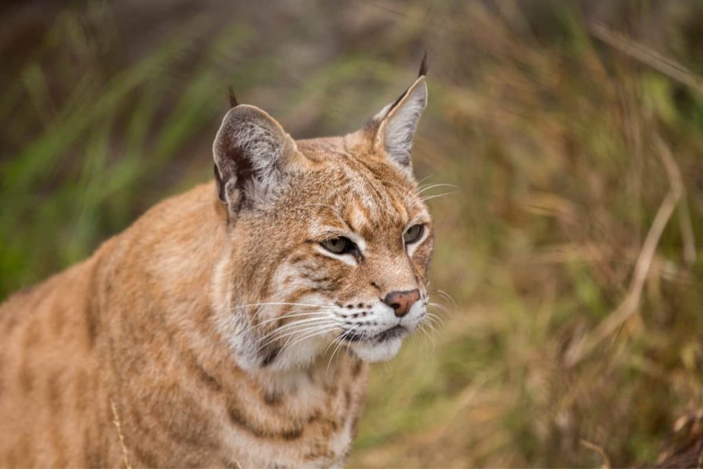 Bobcat Colors: What Color Are Bobcats?