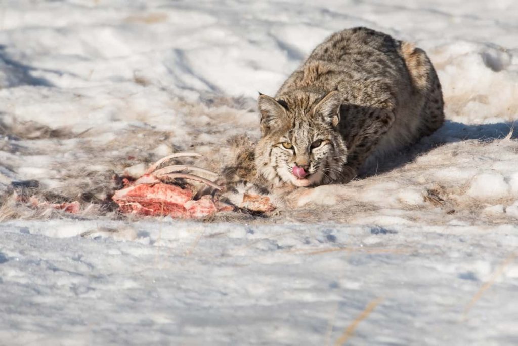 Bobcats in Indiana: Exploring Population, Diet, & Recovery Efforts