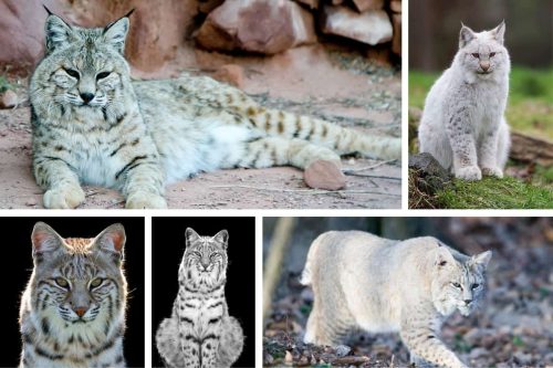Bobcat Colors: What Color Are Bobcats?