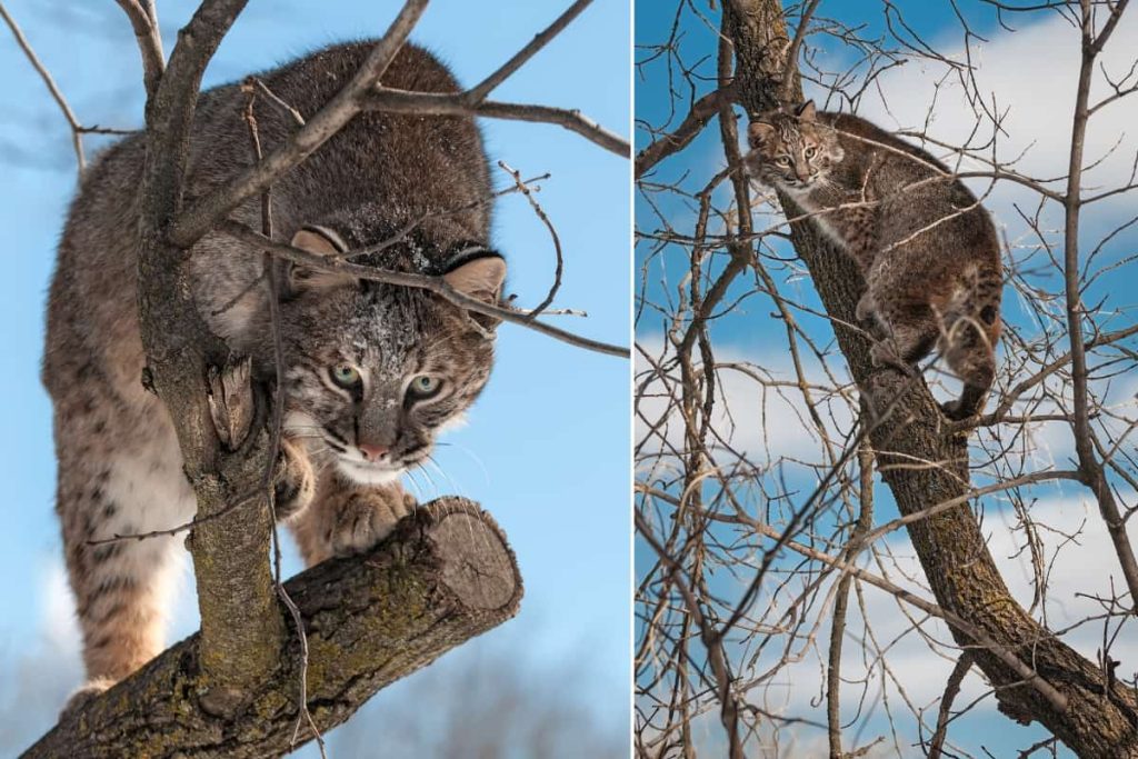 Can Bobcats Climb Trees? Unveiling the Truth!