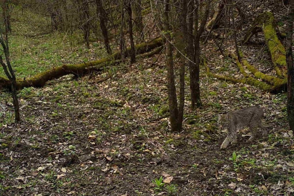 Bobcat Adaptations: How These Wild Cats Survive and Thrive