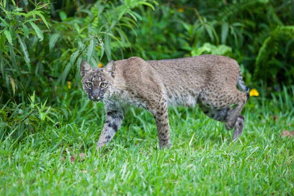 Bobcat vs Panther: Key Differences Between Two Wild Felines