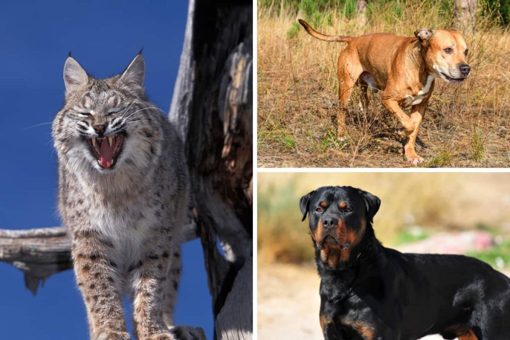 Bobcat vs Dog: What Happens When a Bobcat Meets a Dog?