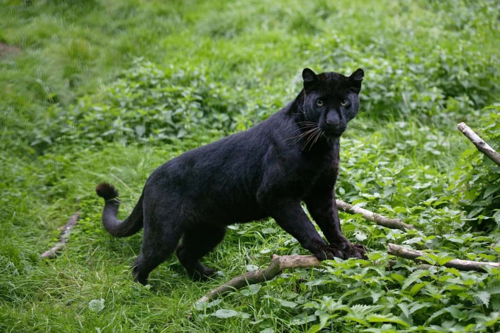 Bobcat vs Panther: Key Differences Between Two Wild Felines