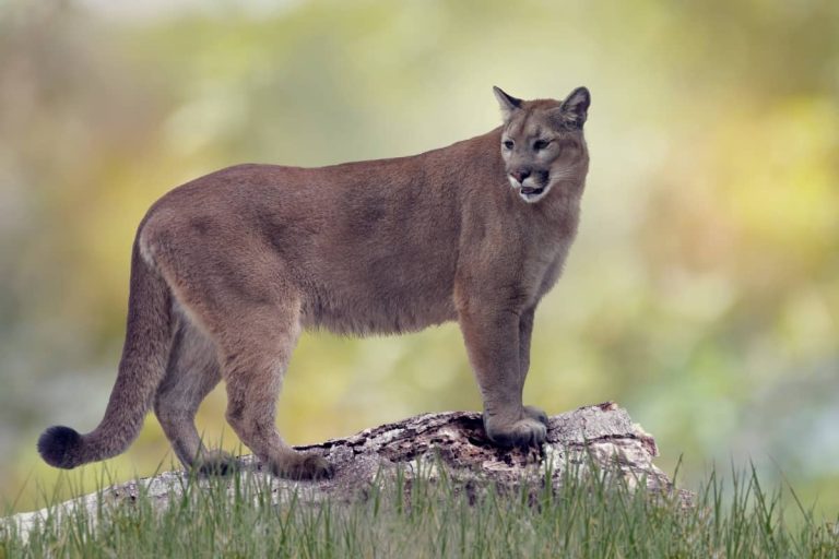 Bobcat vs Panther: Key Differences Between Two Wild Felines