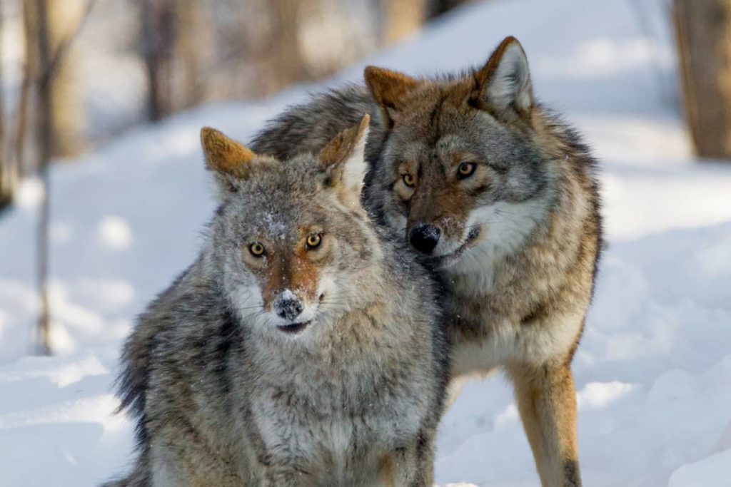 Gray Fox vs Coyote: Understanding the Key Differences