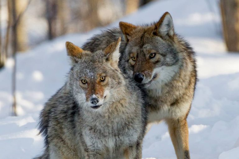 What Colors Are Coyotes? - Coyote Colors (with Pictures)