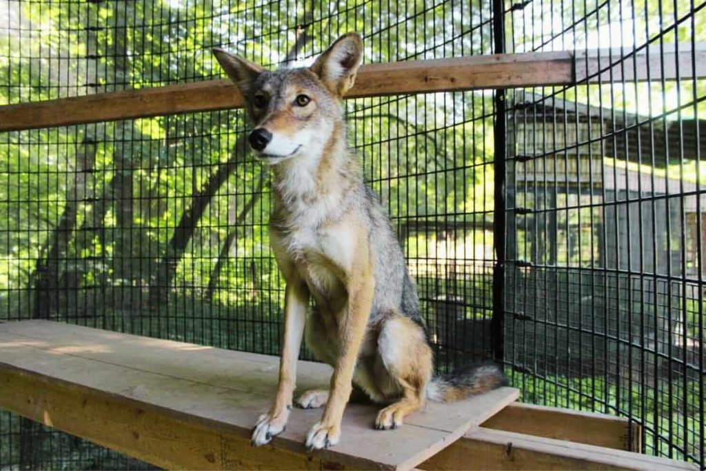 How Long Do Coyotes Live? - Coyote Lifespan in Wild Vs Captivity