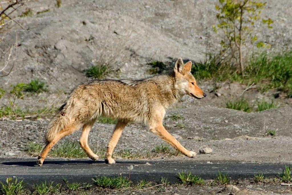 What Colors Are Coyotes? - Coyote Colors (with Pictures)