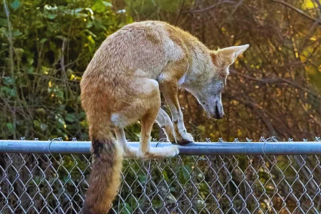 How High Can A Coyote Jump? Can They Jump Fences?
