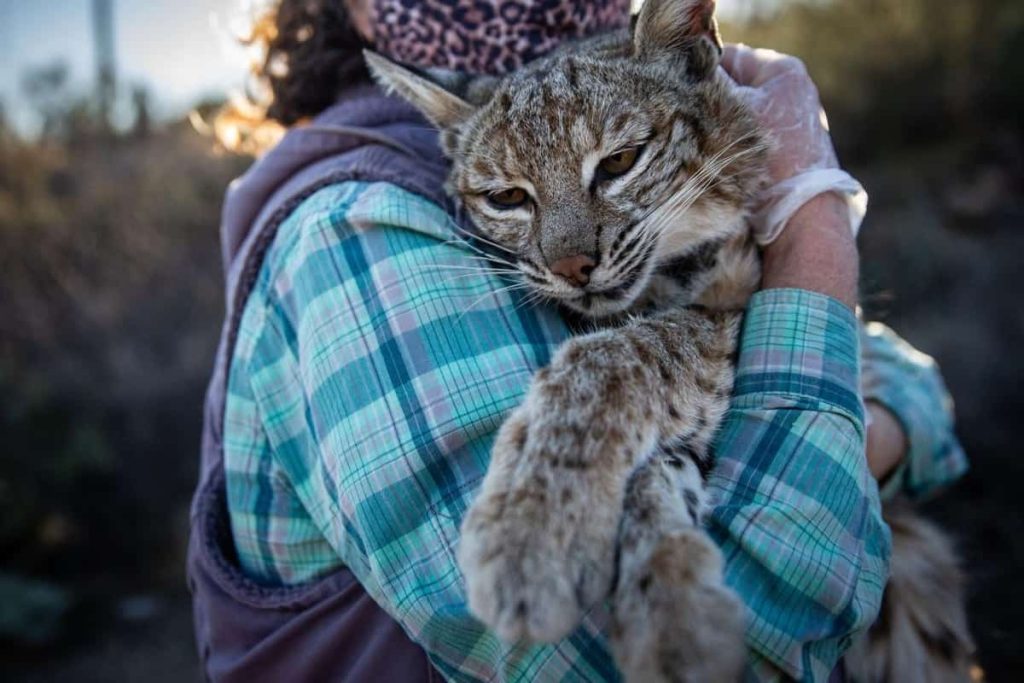 Can Bobcats Be Pets? - Challenges & Legalities To Consider