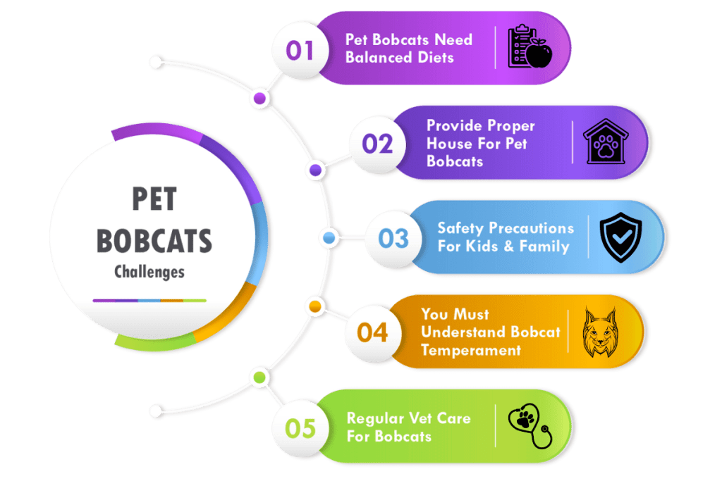 Can Bobcats Be Pets? - Challenges & Legalities To Consider