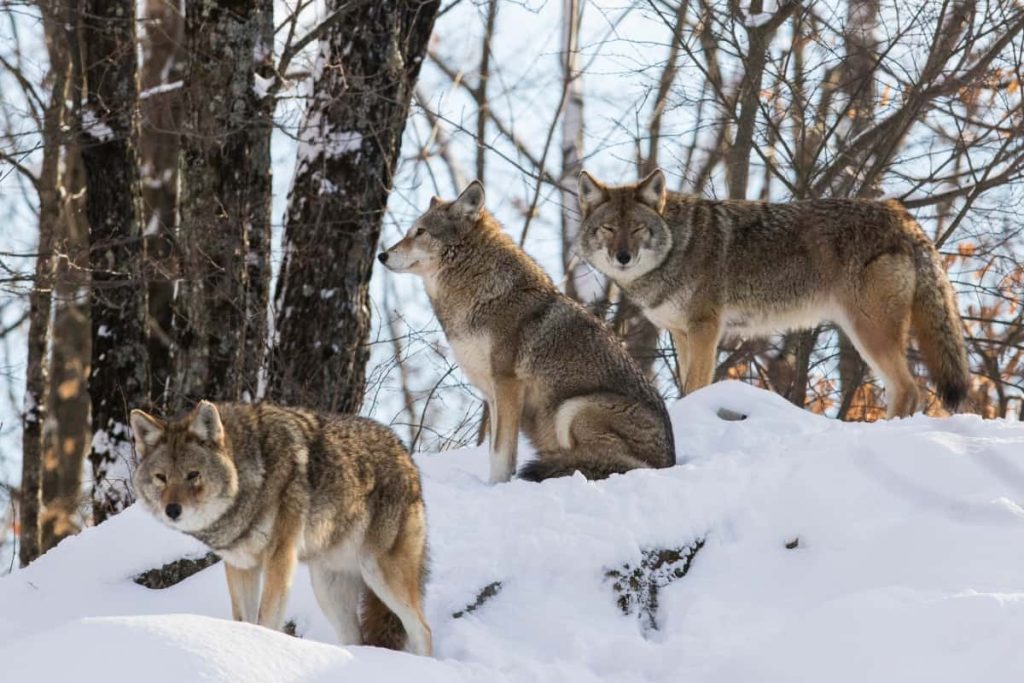How Long Do Coyotes Live? - Coyote Lifespan in Wild Vs Captivity