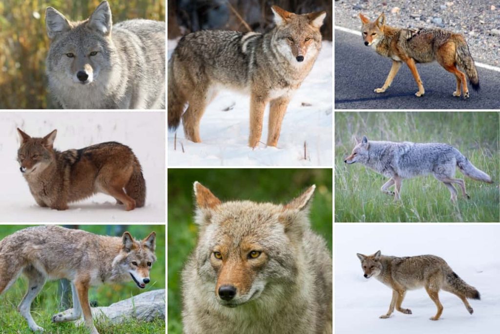 What Colors Are Coyotes? - Coyote Colors (with Pictures)