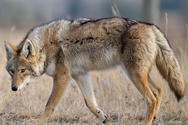 What Colors Are Coyotes? - Coyote Colors (with Pictures)
