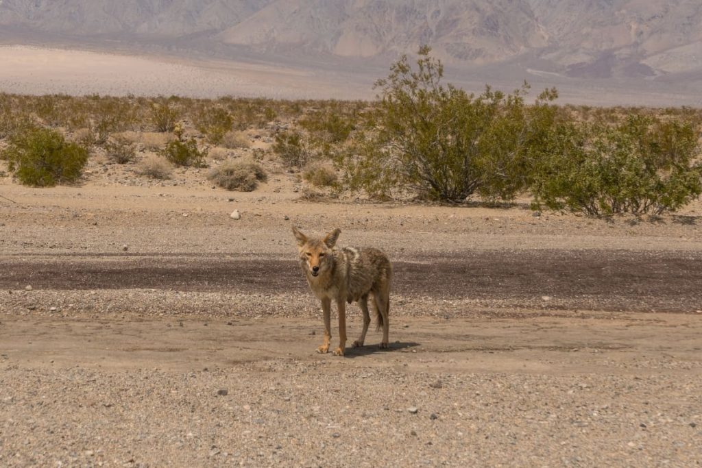 Where Do Coyotes Live? Exploring Their Dens and Habitats