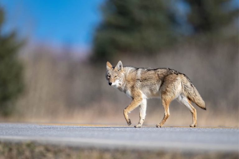 What Are Coyotes Afraid Of? How to Scare Them Away?