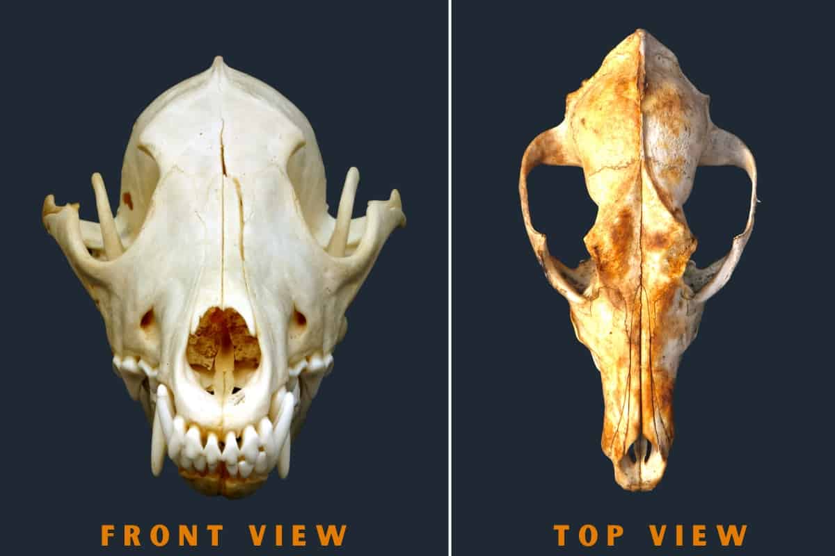 Coyote Teeth, Jaws, And Bite Force: Anatomy Revealed