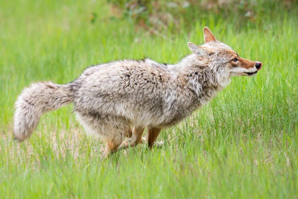 Coyote Tails Guide: From Bushy Charm to Black Tips
