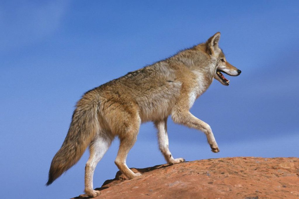 What Colors Are Coyotes? - Coyote Colors (with Pictures)