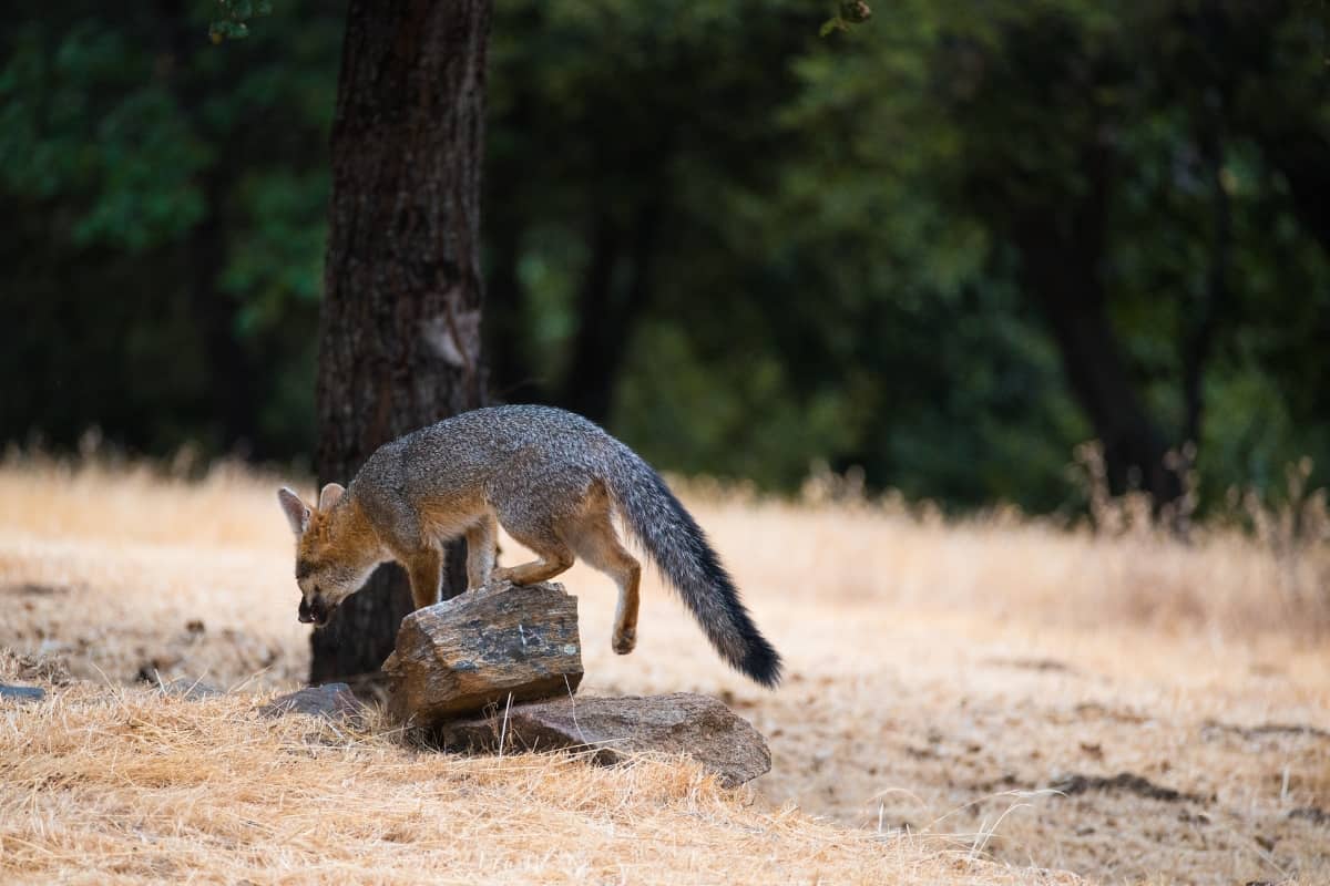 Coyote Tails Guide: From Bushy Charm to Black Tips