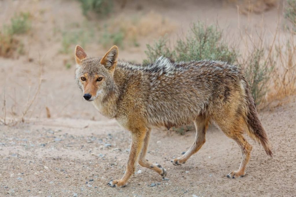 What Colors Are Coyotes? - Coyote Colors (with Pictures)