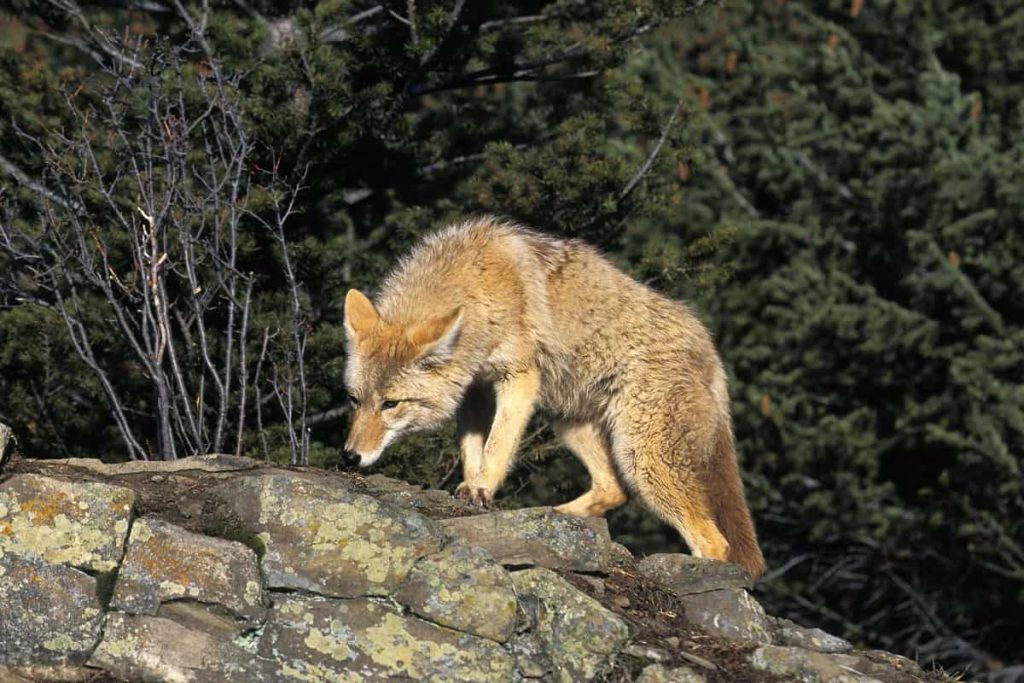 What Colors Are Coyotes? - Coyote Colors (with Pictures)